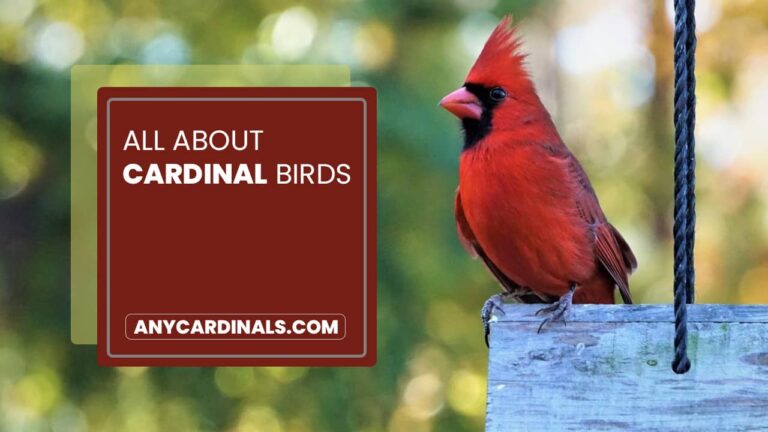 All About Cardinal Birds (List of Cardinals) | Any Cardinals