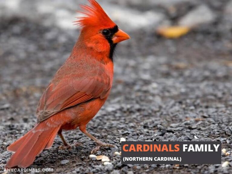 All About Cardinal Birds (List of Cardinals) | Any Cardinals
