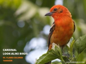 All About Cardinal Birds (List of Cardinals) | Any Cardinals