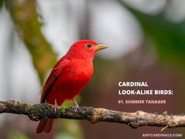 All About Cardinal Birds (List of Cardinals) | Any Cardinals