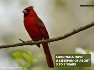 All About Cardinal Birds (List of Cardinals) | Any Cardinals