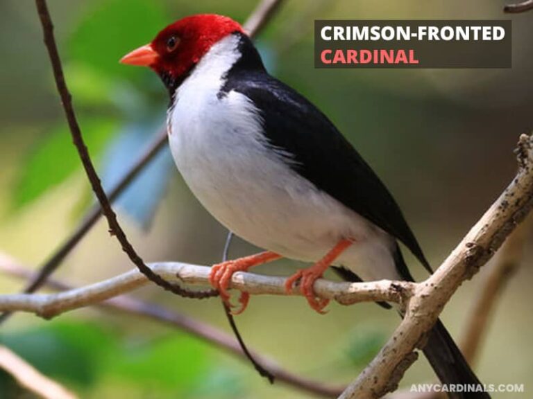 All About Cardinal Birds (List of Cardinals) | Any Cardinals
