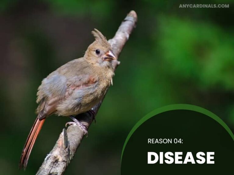 Why Does A Cardinal Have A Bald Head? Any Cardinals