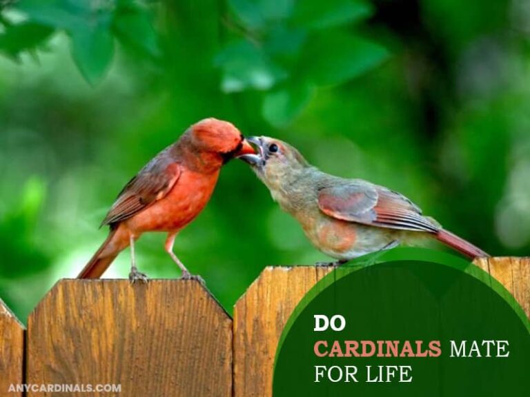 Are Cardinals Monogamous? The Truth About Their Love Bonds!