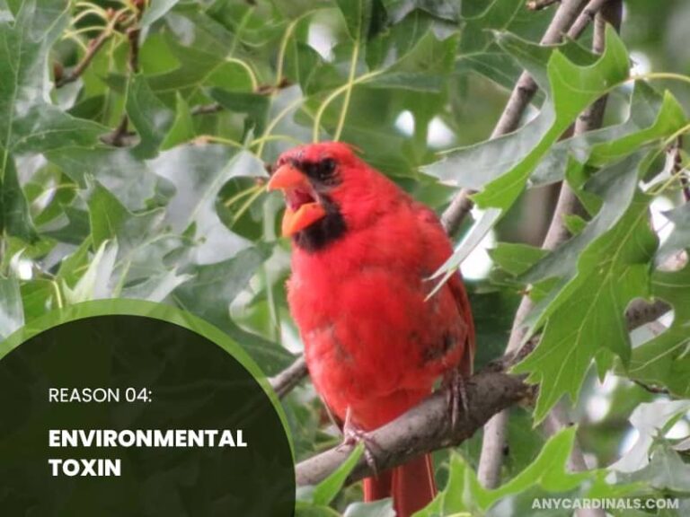 Why Does A Cardinal Have A Bald Head? Any Cardinals