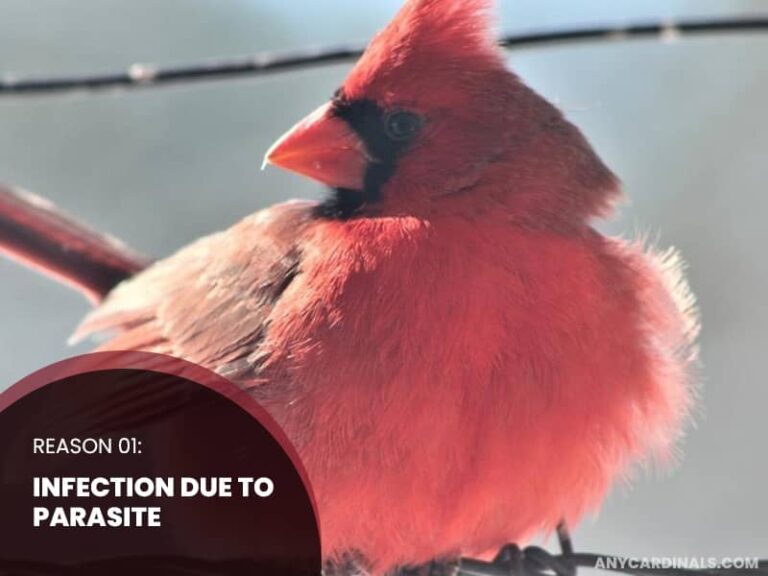 Why Does A Cardinal Have A Bald Head? Any Cardinals