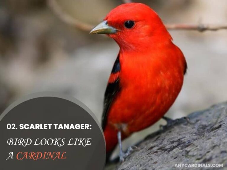 What Bird Looks Like A Cardinal? Any Cardinals