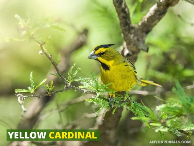 All About Cardinal Birds (List of Cardinals) | Any Cardinals