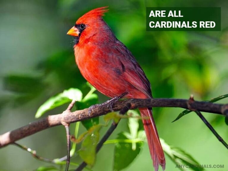What's The Difference Between A Cardinal And A Red Bird?