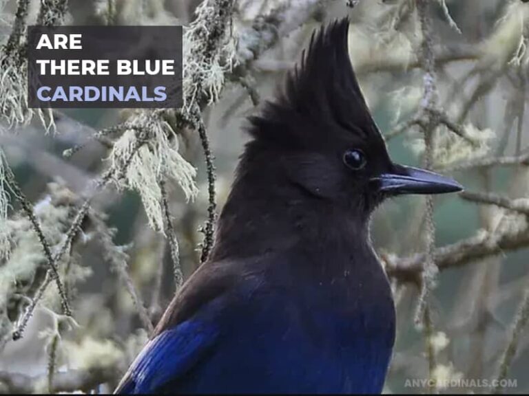 Are There Gray Cardinals? Any Cardinals