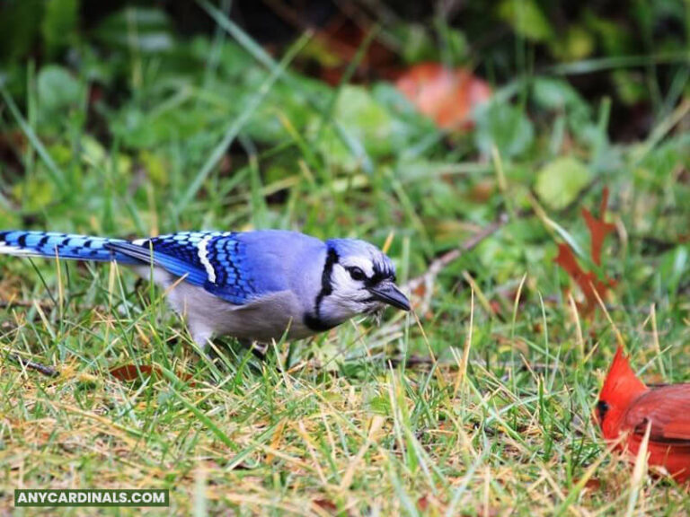 Do Blue Jays And Cardinals Get Along? Any Cardinals