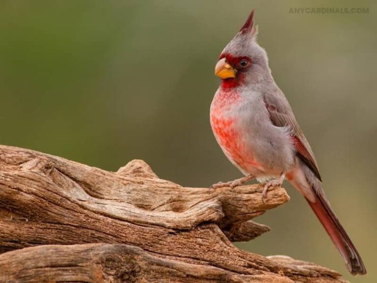 What Do Cardinals Look Like? Any Cardinals