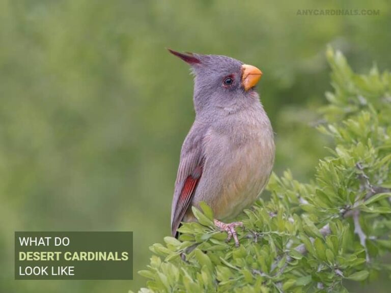 What Do Cardinals Look Like? Any Cardinals