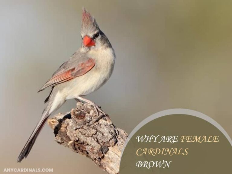 Why Are Male Cardinals Red And Females Brown? Any Cardinals