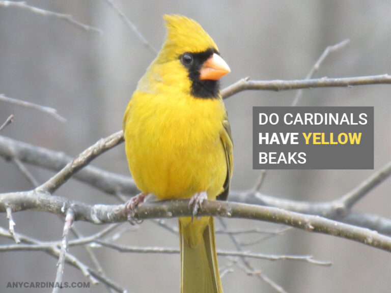 What Color Is A Cardinal's Beak? Any Cardinals