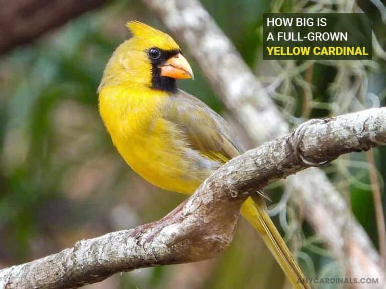 How Big Is A Cardinal Bird? Any Cardinals