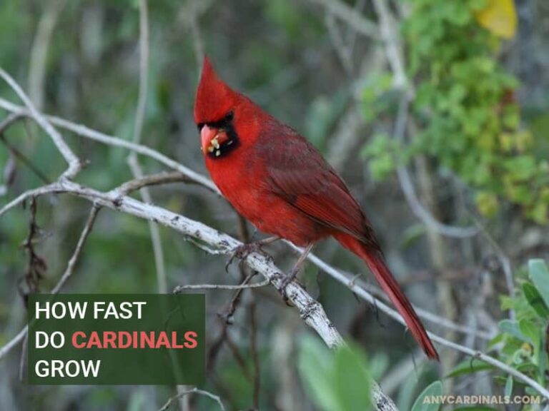 How Big Is A Cardinal Bird? Any Cardinals