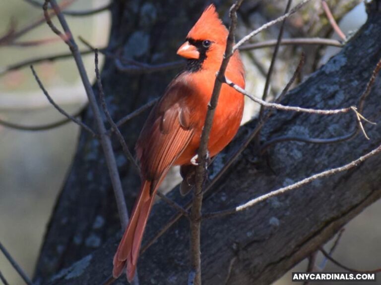 Are Cardinals Melodic Song Birds? - Any Cardinals