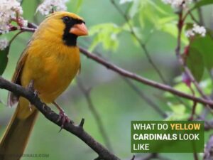 How Rare Is A Yellow Cardinal? - Any Cardinals