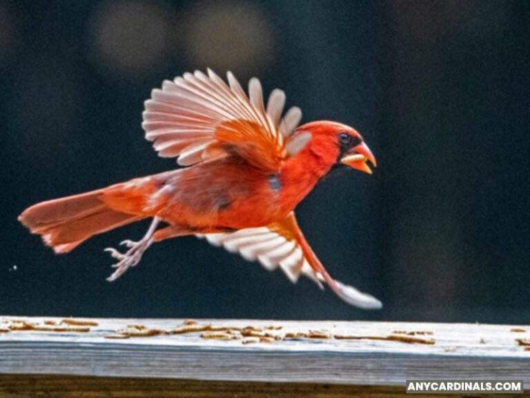 Are Cardinals a True Sign from Heaven? Any Cardinals