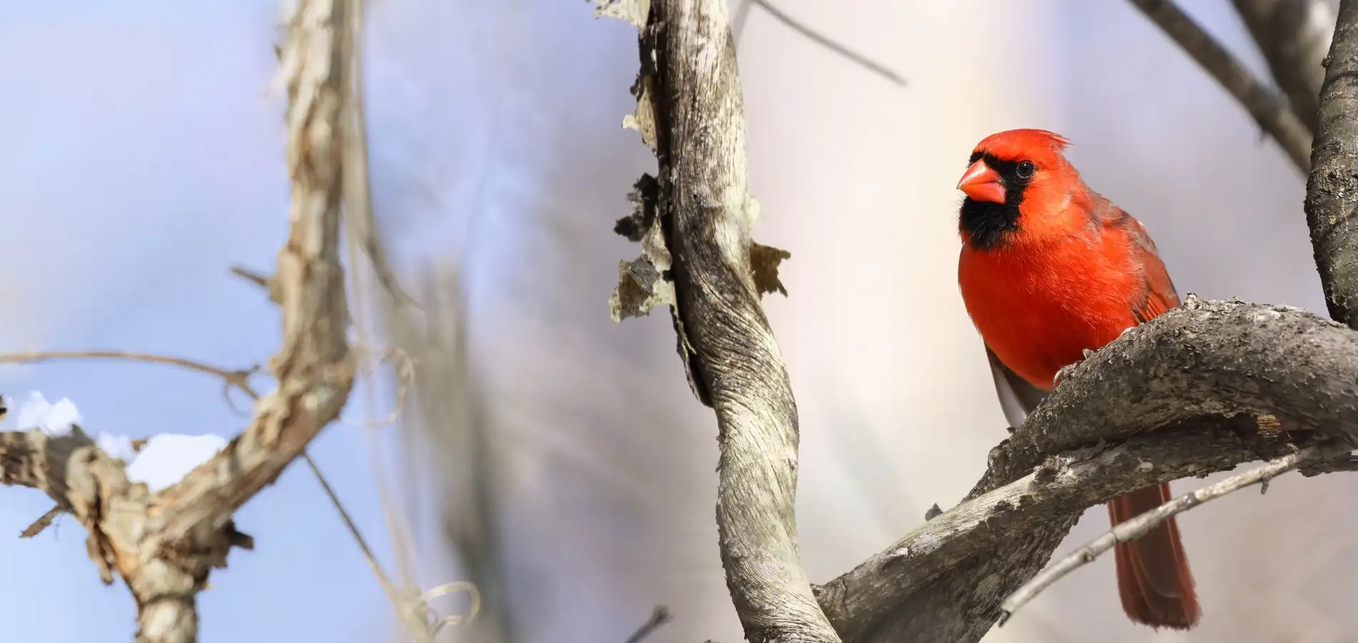 Identification | Any Cardinals